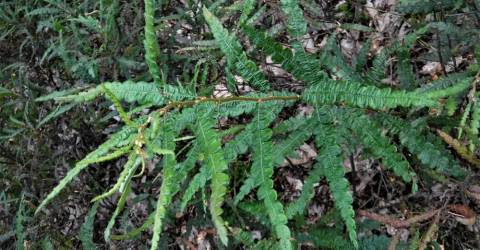 The tastiest wild tea in all the land