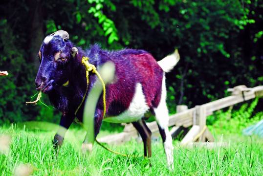 Goat on a rope