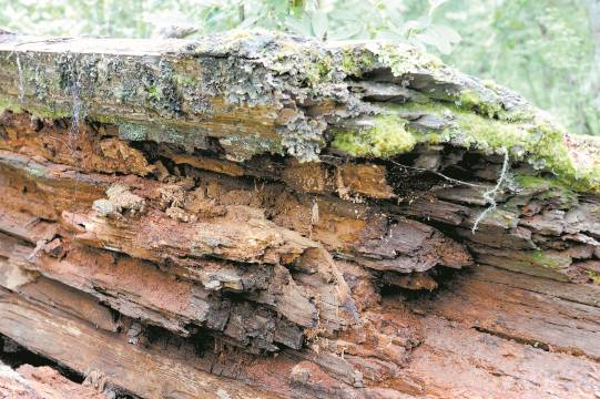 Rotting Log
